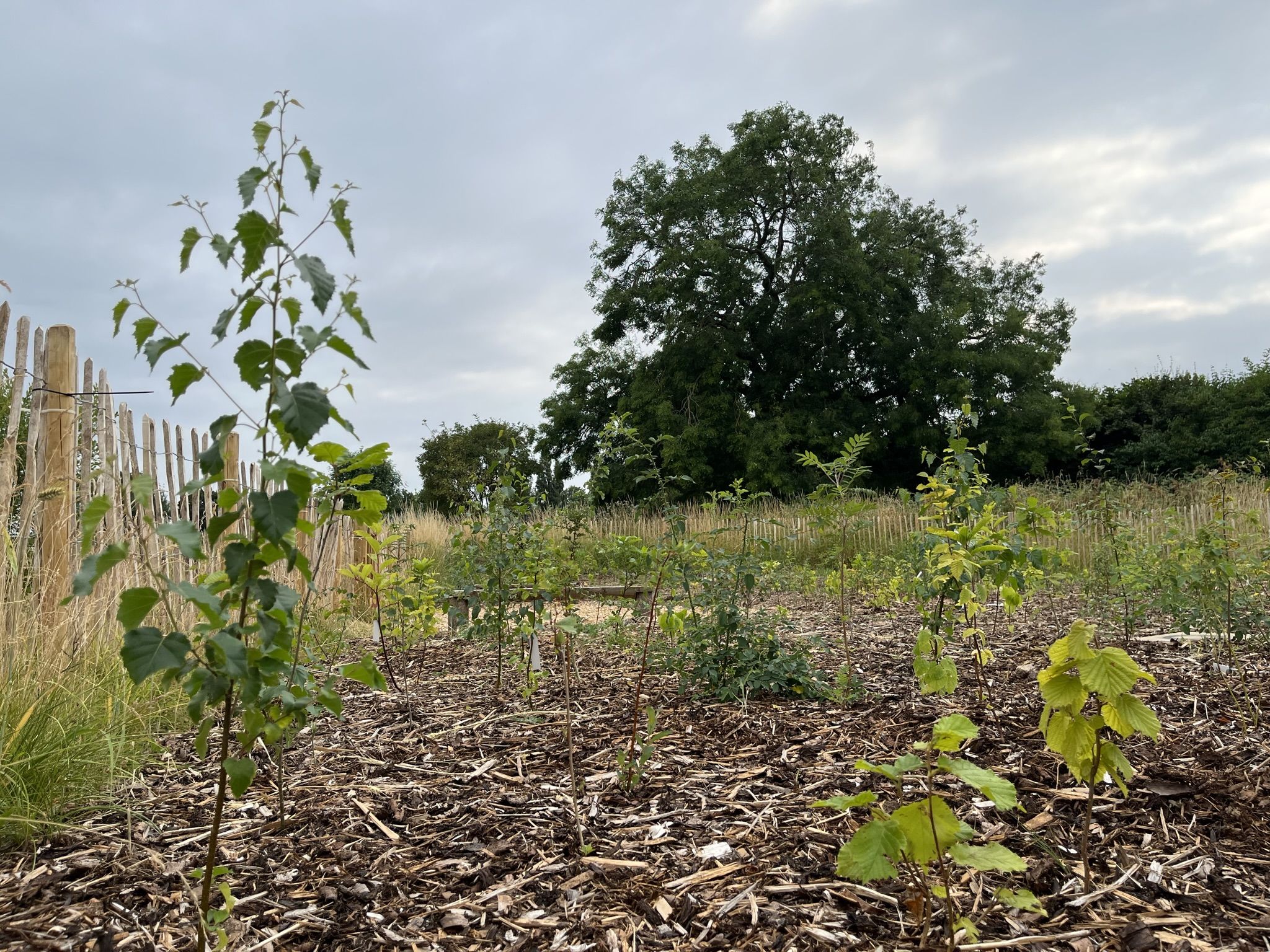 Maple Tree, Spring Lane